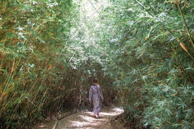 Bamboo → Silvia Furmanovich